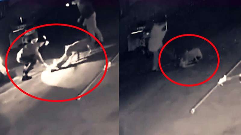 残忍!监拍;浙江一宠物猫被男子放狗咬死 主人拼命打狗已来不及