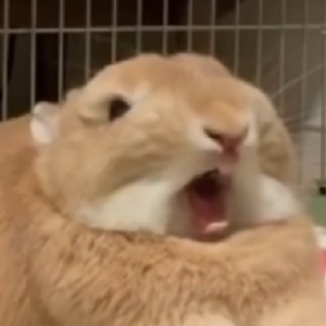 不想画还画贱不贱呐 