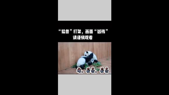 萌宠:大熊猫爱打斗能力是熊科第三 在猫科至少排前三!