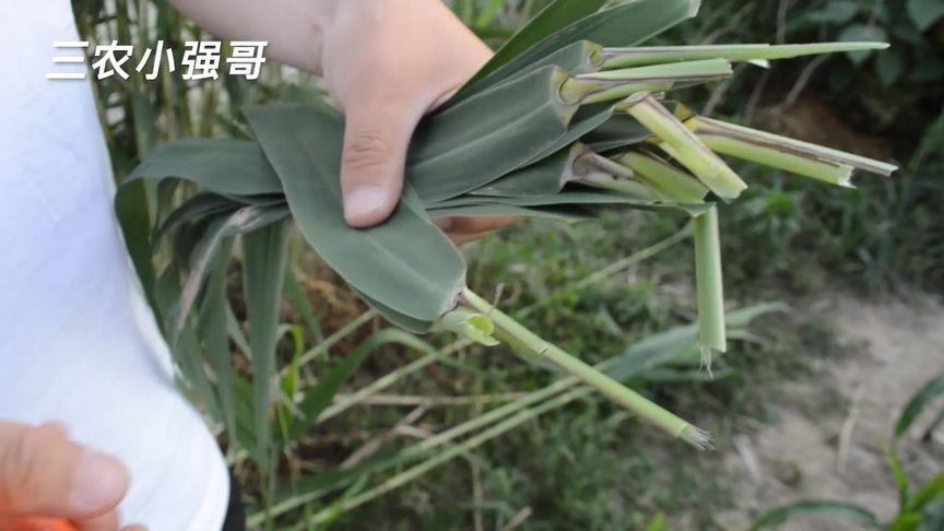 农村帅哥,在家后看了看,才知道芦苇叶原来是在这样环境生长的!