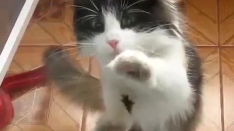 可爱的小猫。萌到你了吗?