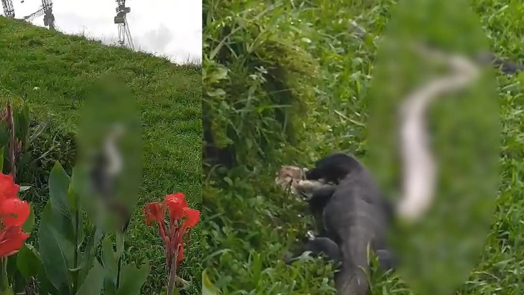 男子在草地上发现2米长巨蟒,走近一看发现更惊悚的一幕