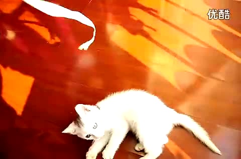 波斯猫多少钱-出售各种猫咪 -波斯猫多少钱