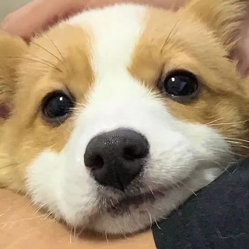 凛凛凛凛凛凛喵酱QwQ 