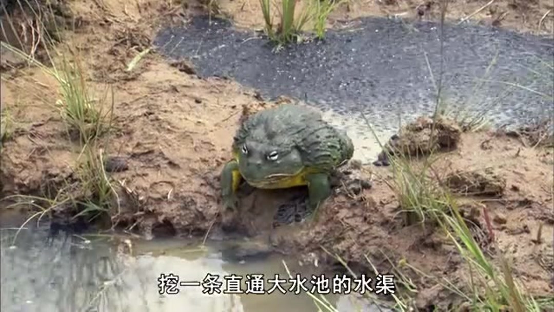 第2集:爬行类和两栖动物