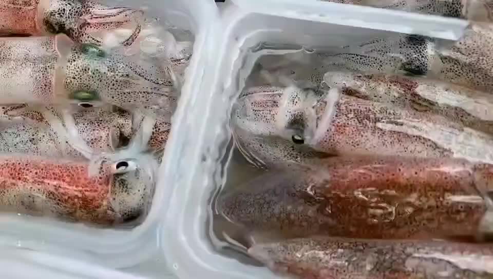 活冻小管,质量保证