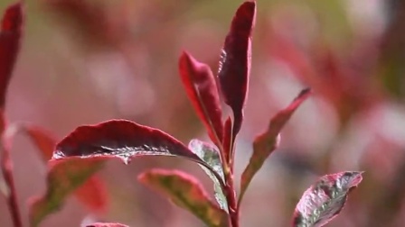 河南名品彩叶苗木股份有限公司最新企业宣传视频