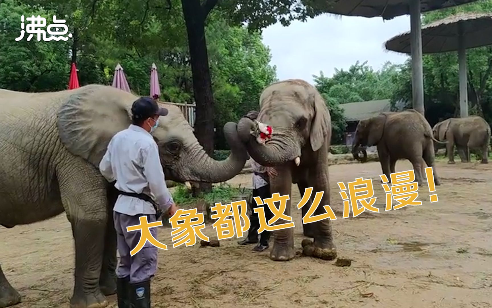 七夕情人节动物园大象送花求婚示爱 网友:马上有“对象”!