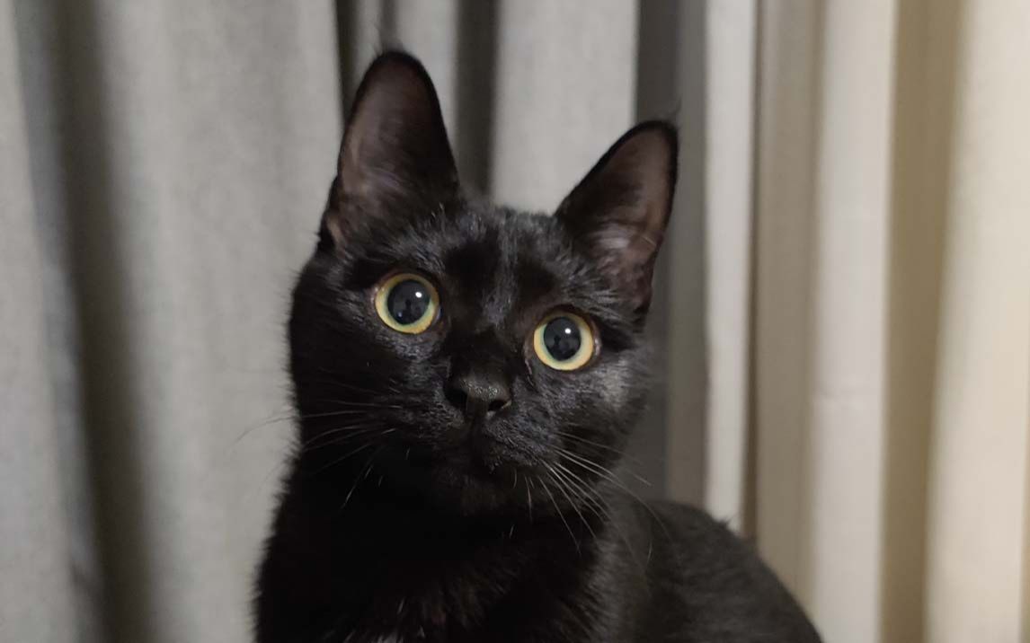 猫咪信任度测试,满分!