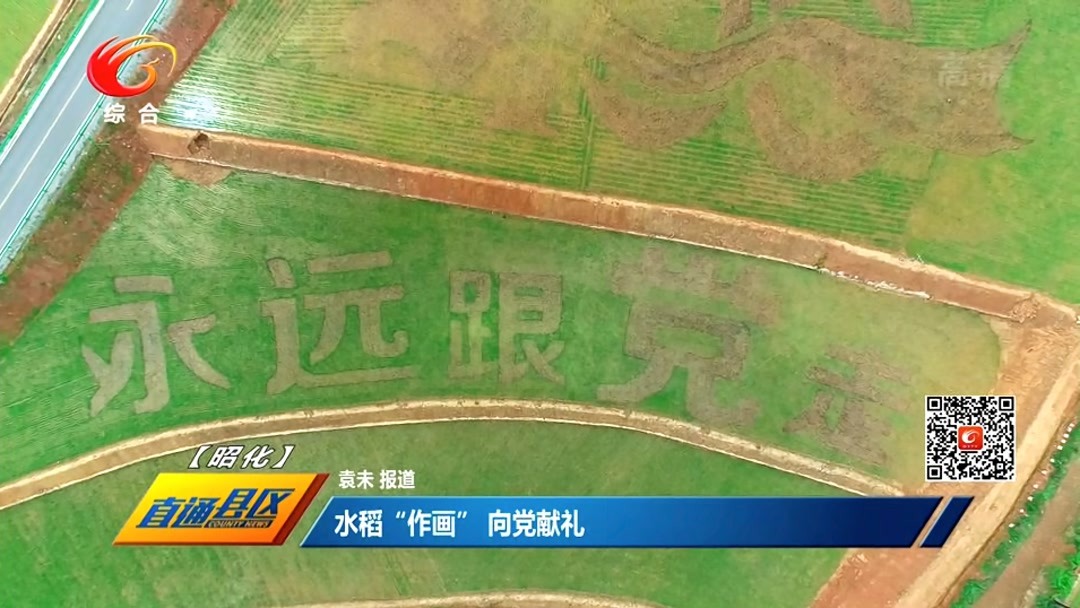 水稻“作画”向党献礼