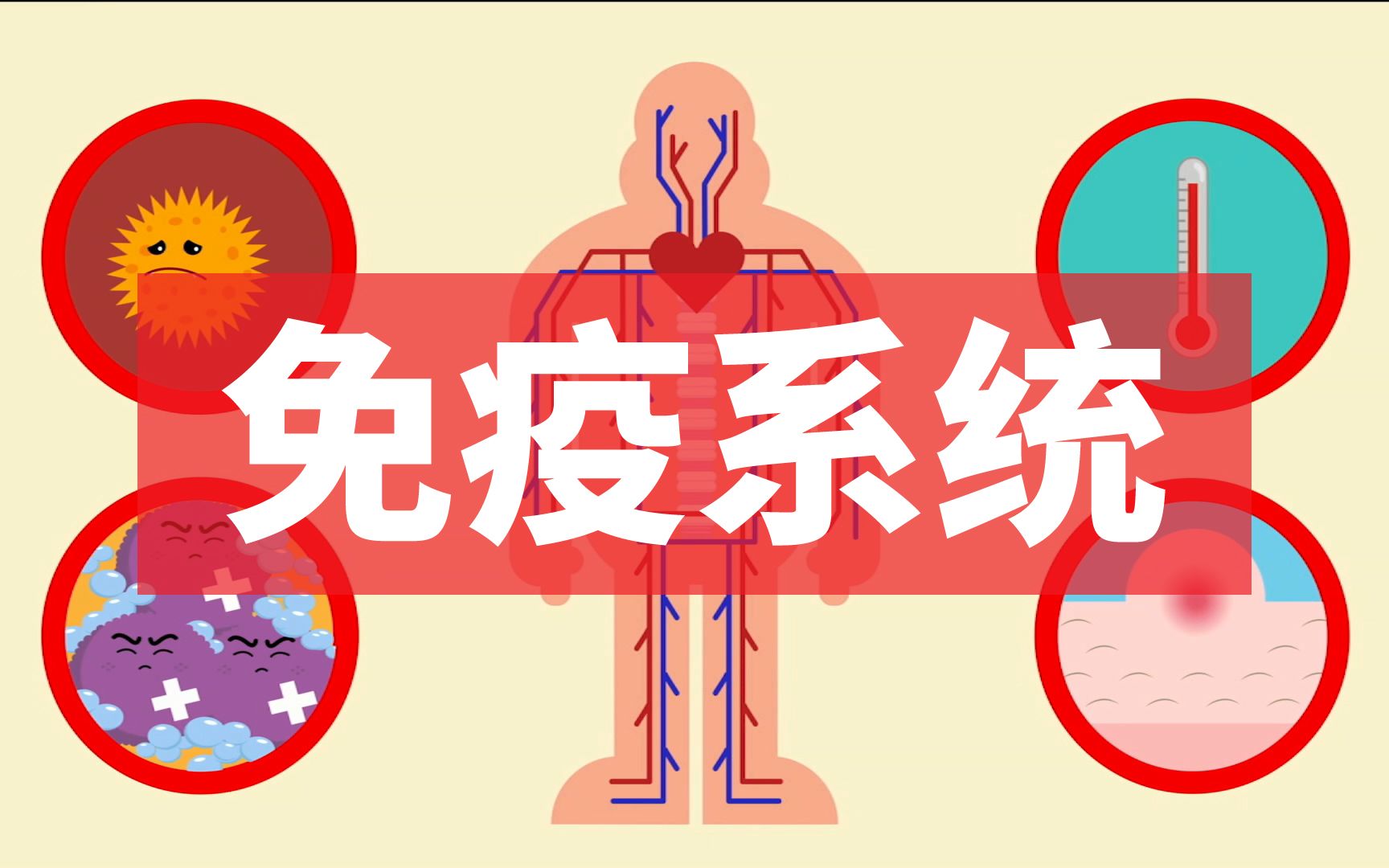 你的免疫系统是怎么工作的?| TEDEd高清中英双语字幕