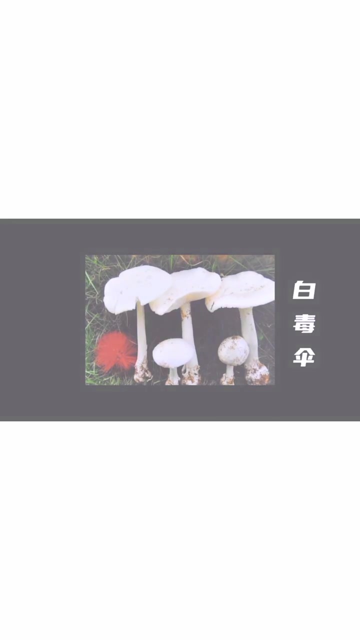 小表弟你听过《红伞伞白杆杆,吃完一起躺板板》吗?