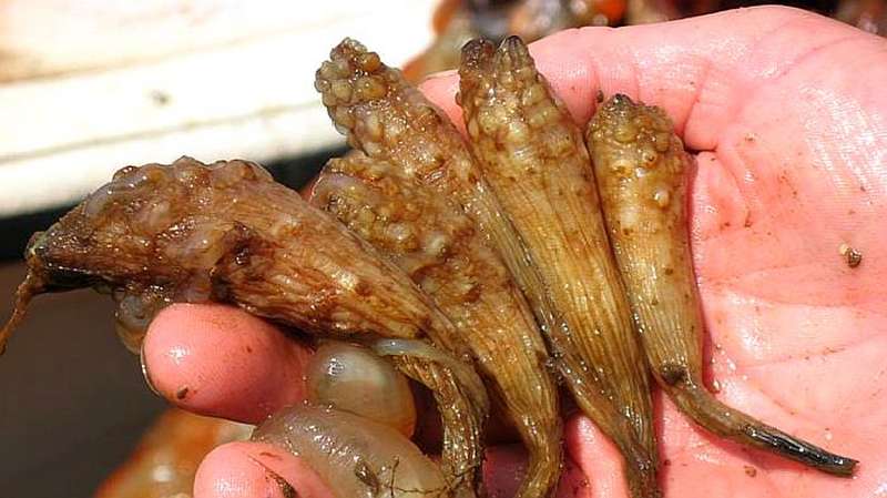 世界上最诡异的动物,成年后就会吃掉自己大脑,甘愿变成植物生活