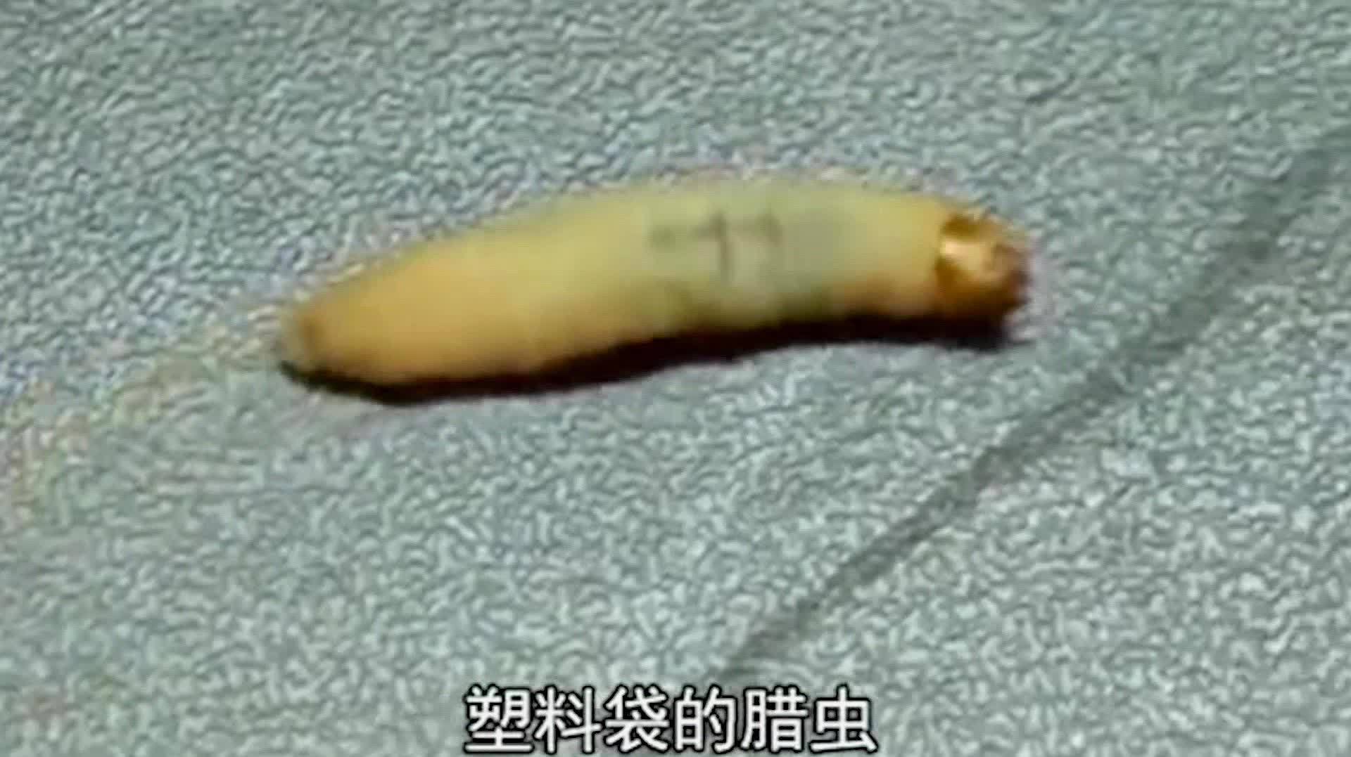 埋在土里"百年"都难以降解的"白色污染"竟然被"虫子"吃没了