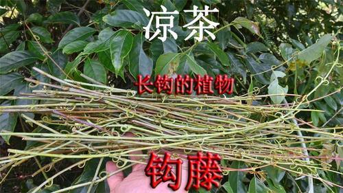 乡村谁人不识"钩藤"植物,藤以长钩而得名,当凉茶您喝过吗?