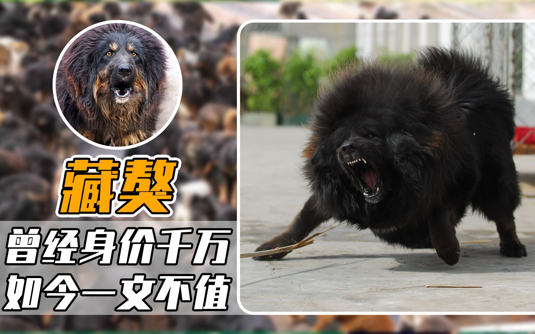 三只藏獒能击败东北虎?身价3000万的藏獒,到底是神话还是战五渣? #...