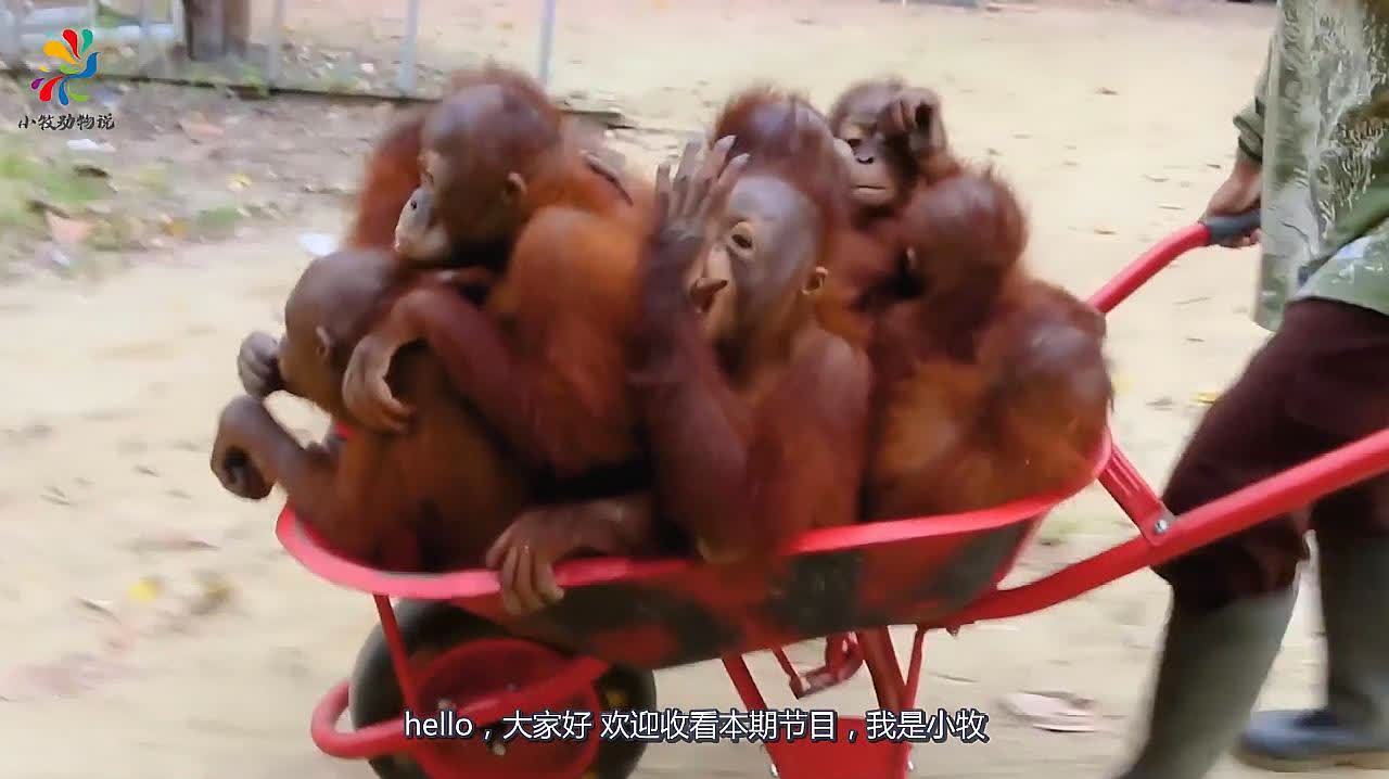 最特别的“幼儿园”,里面的学生全是小猩猩,老师每天用车推着上学