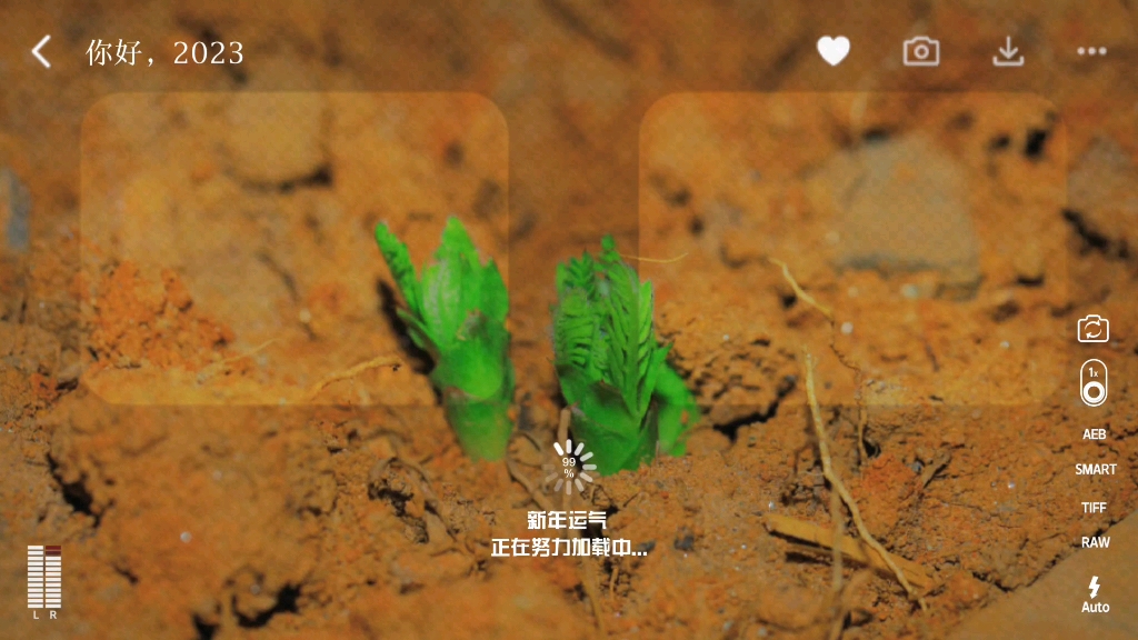 魅力中草药每日一药之黄芪