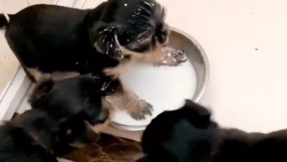 呆萌狗狗的搞笑视频,看这一个就够了