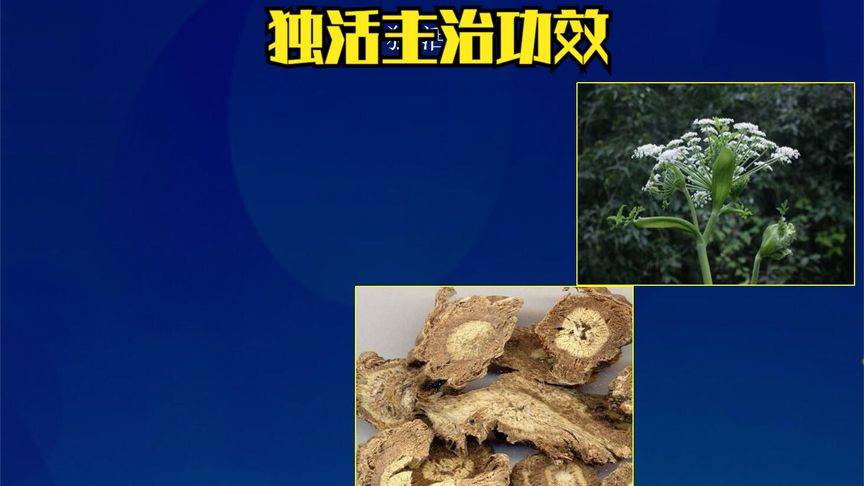2021执业药师资格考试-中药学专业知识二-独活的主治功效