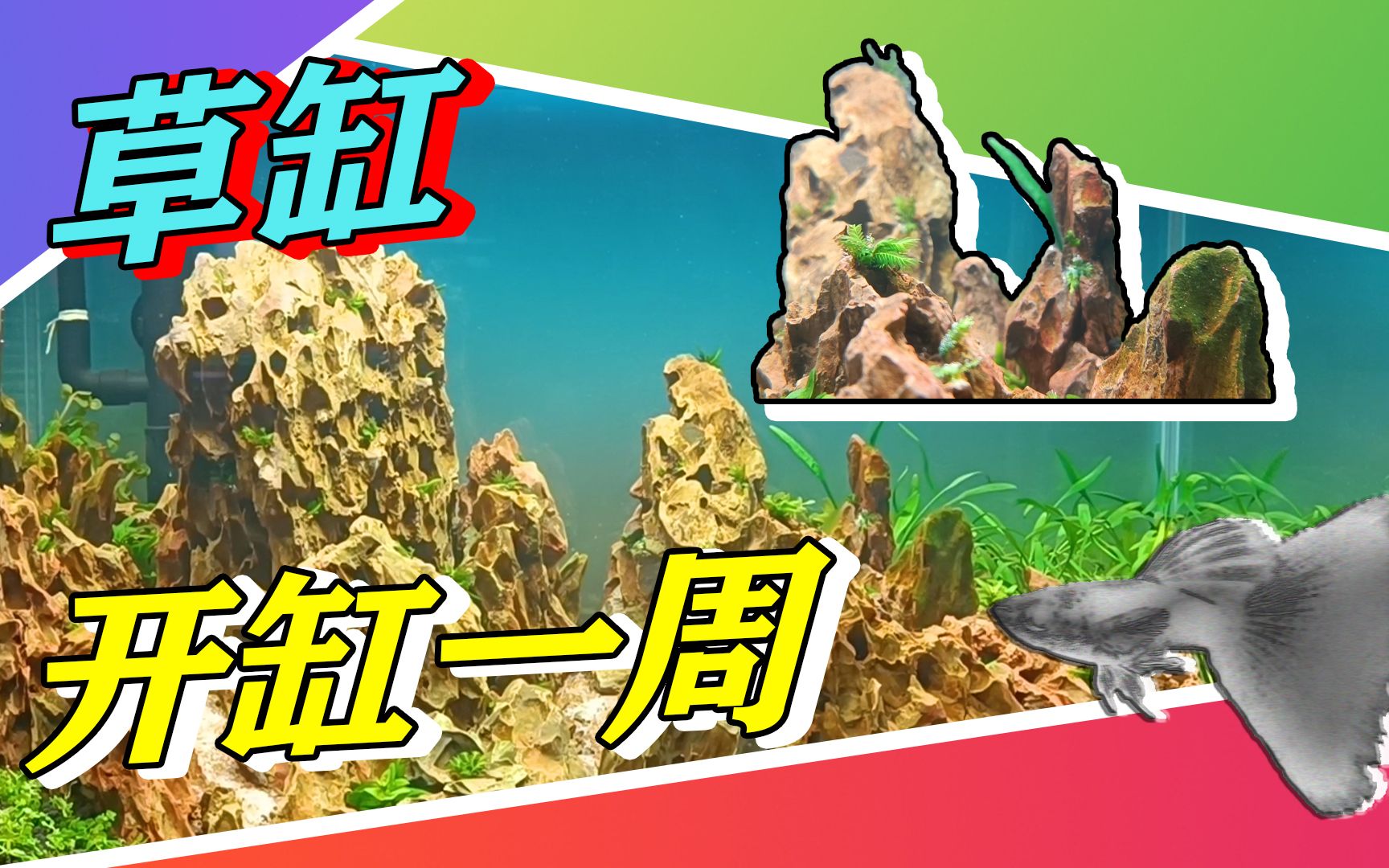 60水草缸,开缸一周,继续完善,越来越好看了!