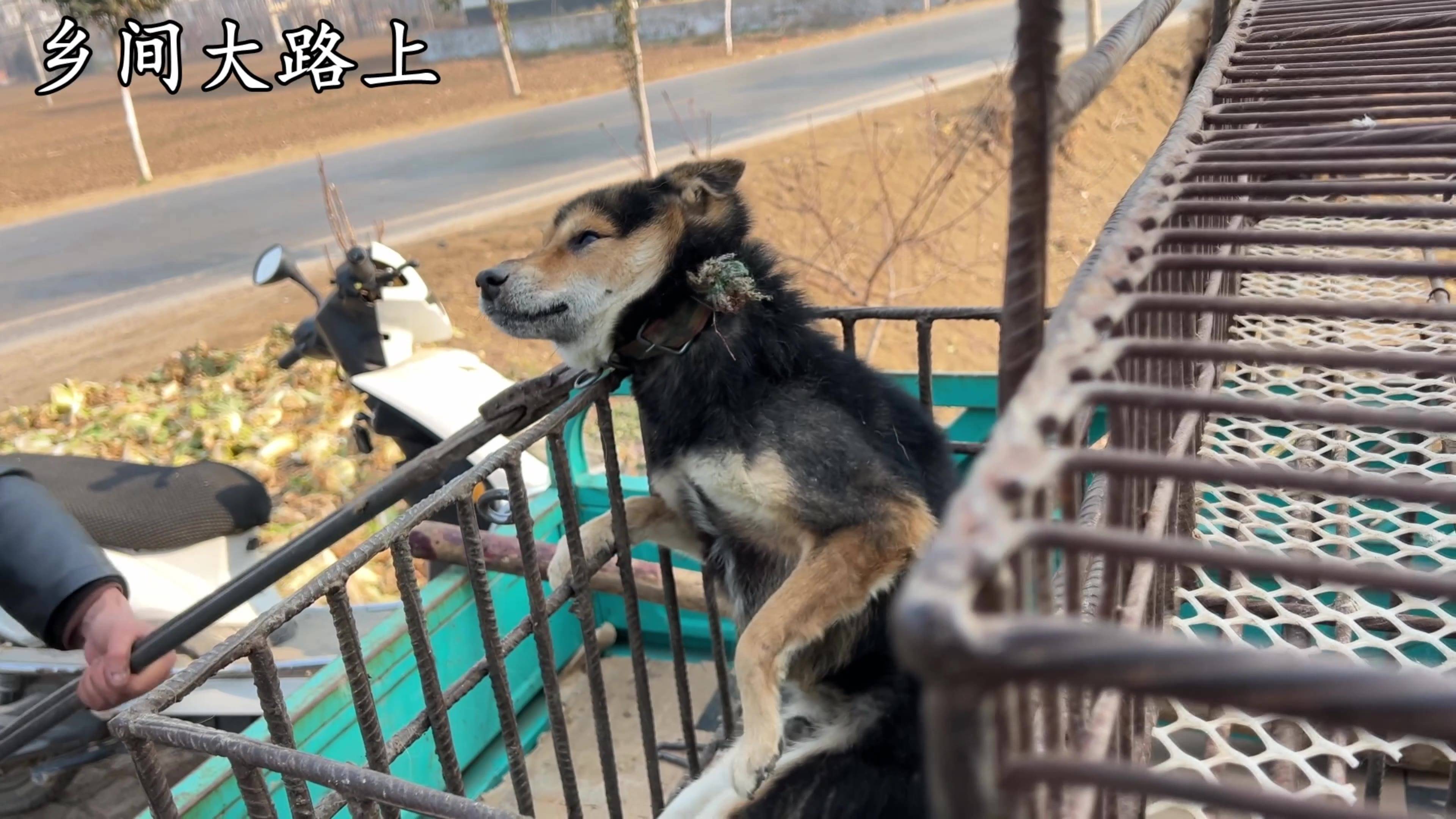 铁夹子钳住土狗脖子,打狗棍下手快准狠,土狗吓的死去活来好残忍