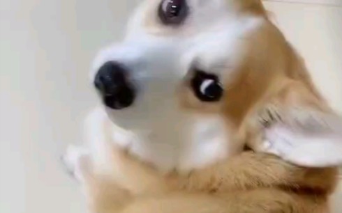 我可能不是人,但你是真的狗