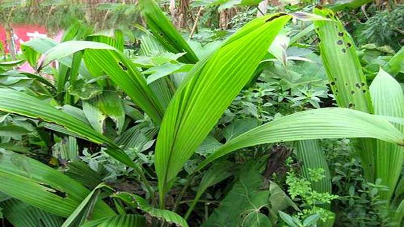 肺部的“清道夫”终于找到了,经常吃一点,清肺化痰,气管更干净