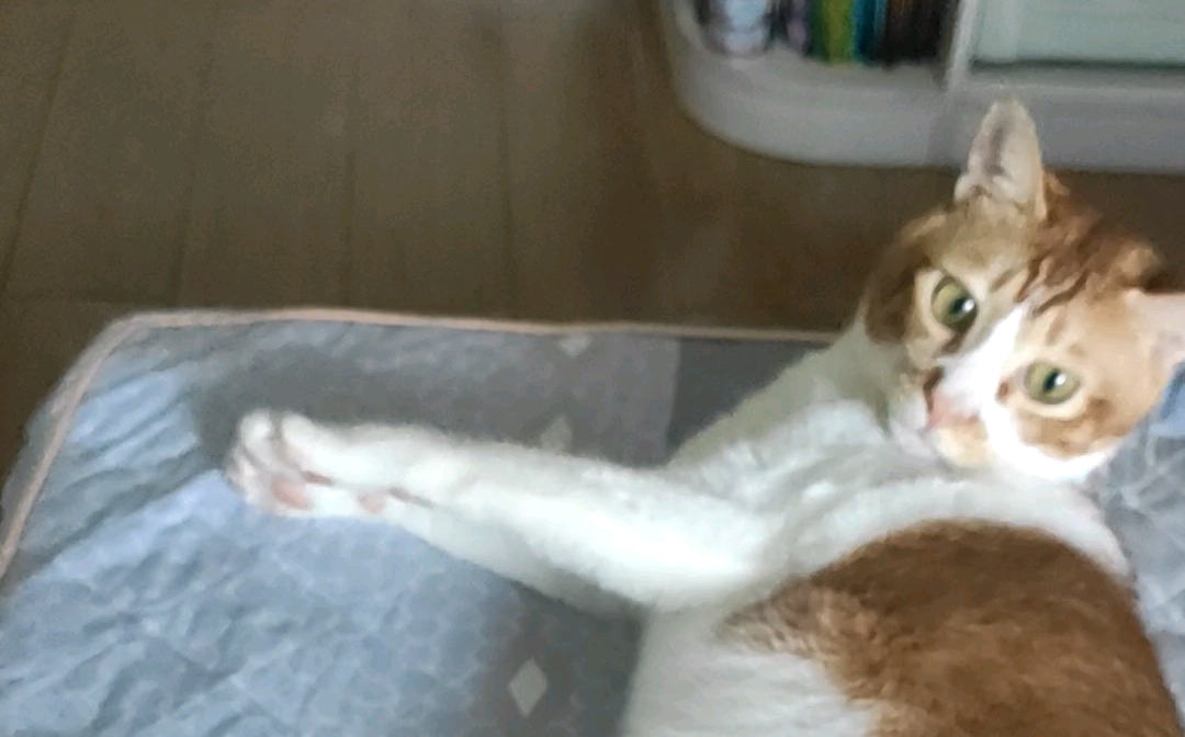 猫咪信任度测试,信任度:0