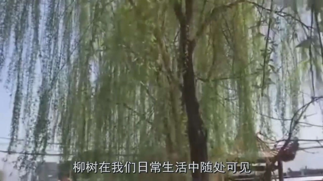 没想到路边的柳树皮用水泡一泡,还有这么多作用,我也是刚知道的