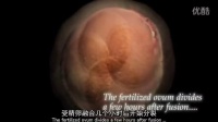 人类生命诞生过程3D片