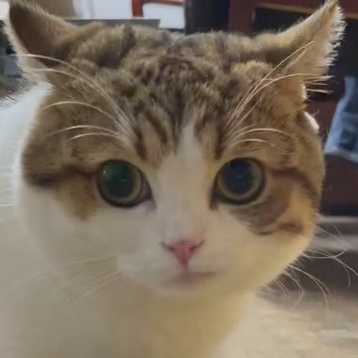 皮皮醋醋甜甜逗 