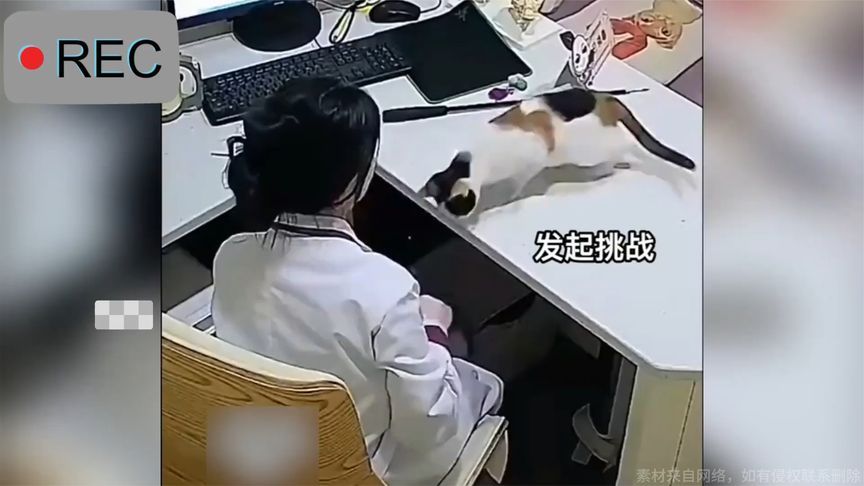 宠物医院"患者"不满医生大打出手,医生不甘示弱,奋起反击