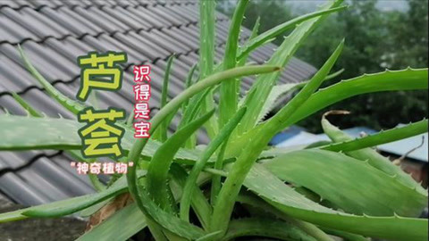 “芦荟”的用途不得了,它对人的用途您知道多少,来了解一下吧