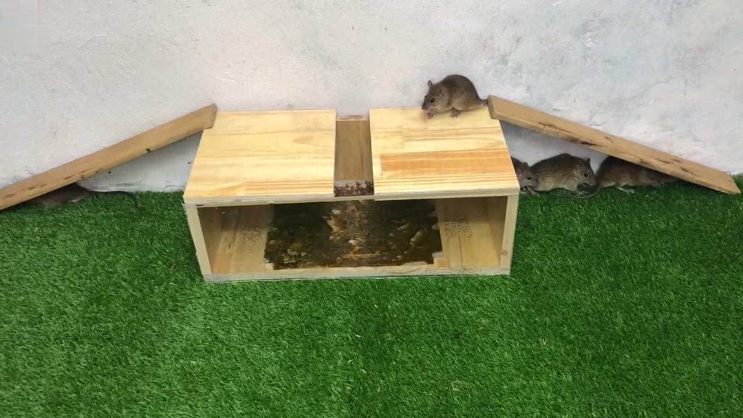 用木箱子自制一个胶水捕鼠器,自动捕捉老鼠!