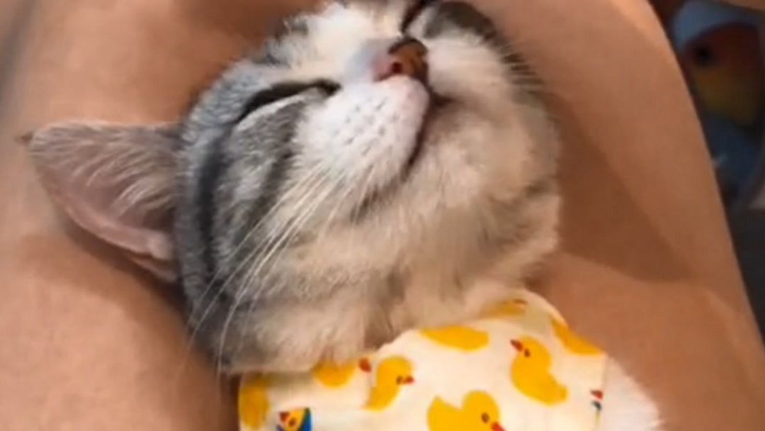 王泡芙:脑瓜疼的快睡着了哈哈哈