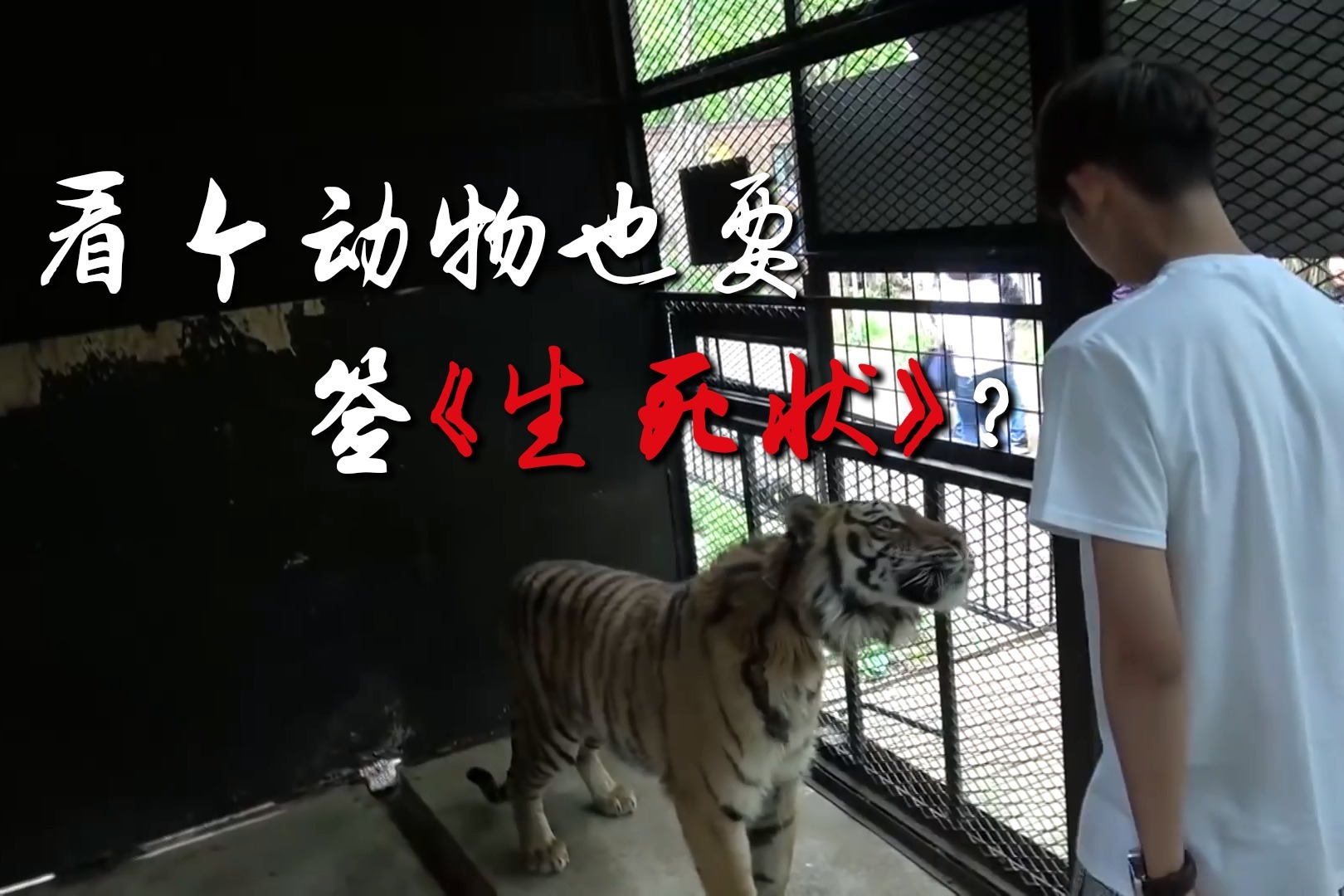 旅途看点︱注意!日本这个动物园,进门要签生死状,游览需谨慎