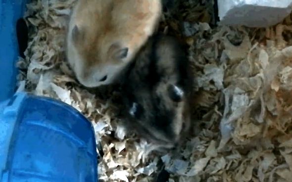 [作业]仓鼠观察日记:薯片和条条的生活