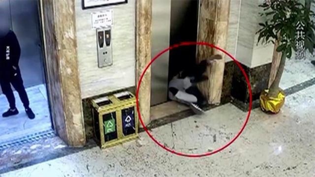 电梯门承重力只有30公斤,两醉酒男撞开电梯门,双双掉进电梯井