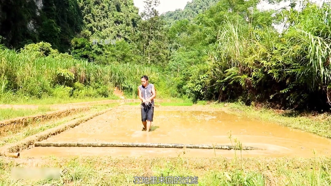 每天吃的大米你知道是怎么种植出来的吗 今天就带你看看