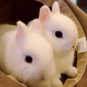 青柠味的大白兔 