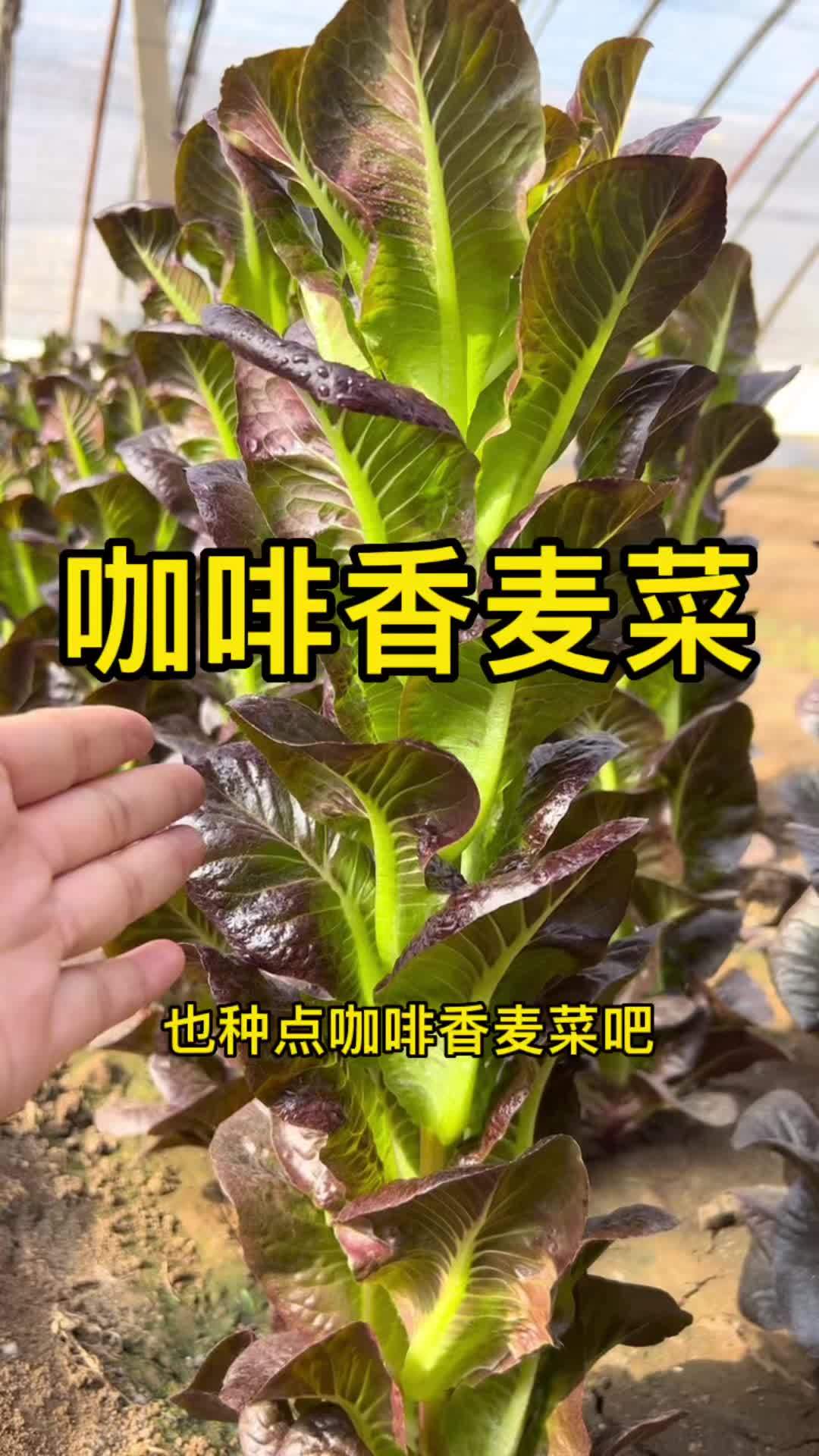 现在不知道种什么菜的,种点柔嫩清香的咖啡香麦菜吧#好物年货节 #...
