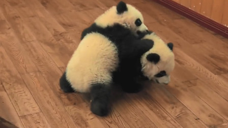 小熊猫一言不合就打架，奶凶奶凶的样子太可爱，网友：真想养一只
