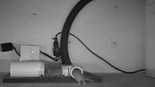 牛人大叔发明“黑科技”捕鼠器,老鼠一头雾水,就被“吸”进笼子