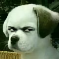 秒杀一切的眼神 