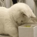 千与千寻鹿酱 