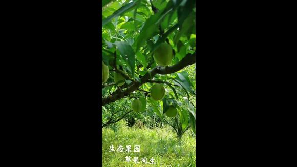 生态果园,草果同生!