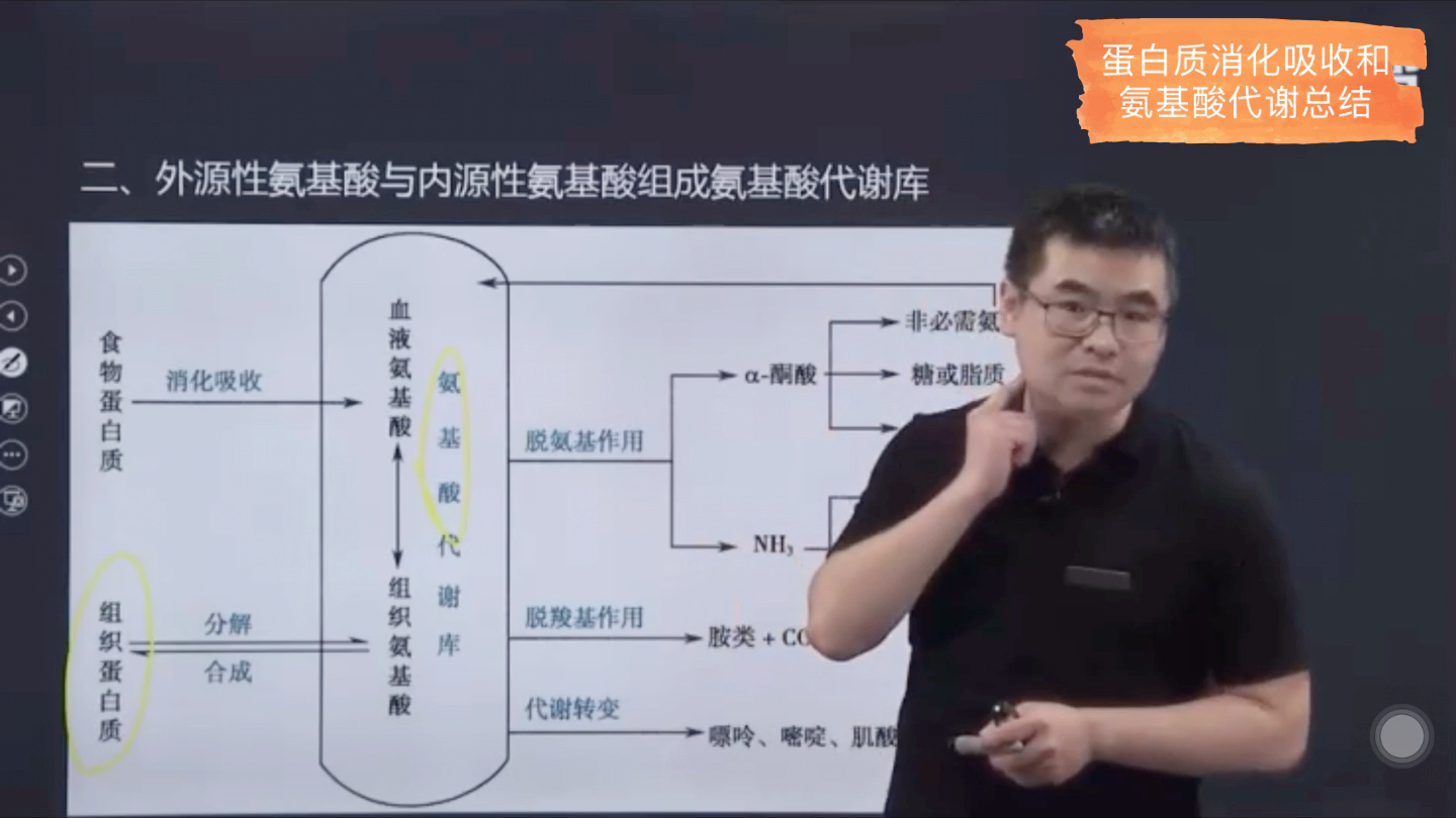 生化——蛋白质消化吸收和氨基酸代谢总结