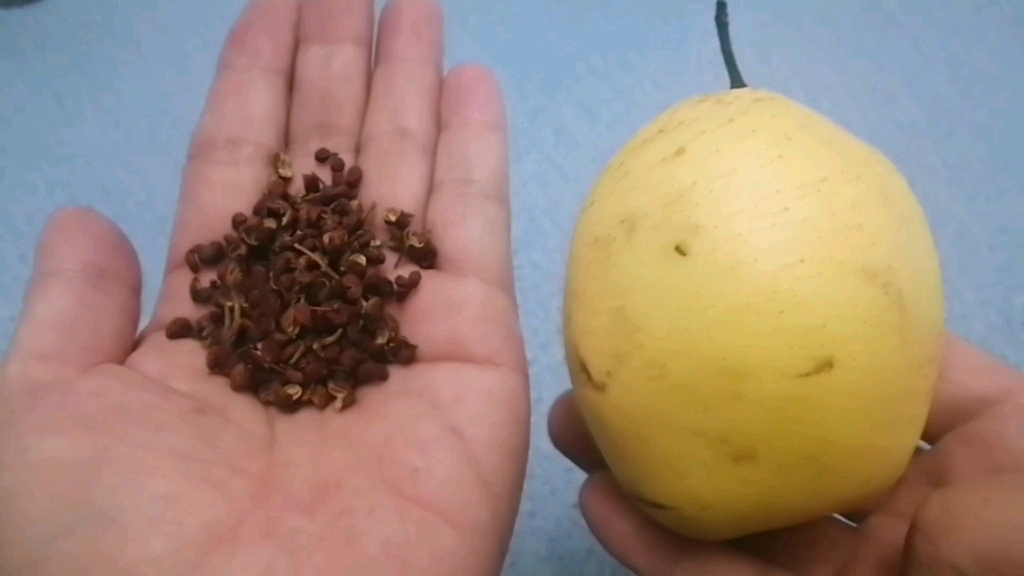 把花椒和雪梨搭配到一起,没想到作用这么厉害,太实用了