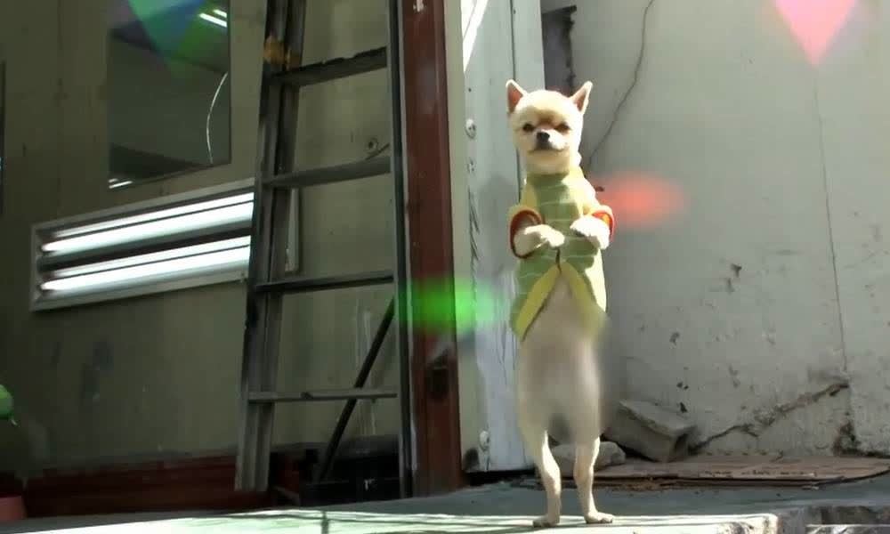 狗狗天天跟主人跳舞,不料成了网红,人们慕名去看狗狗跳舞